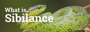 Sibilance - What is Sibilance? - Poetry and English Literature Glossary